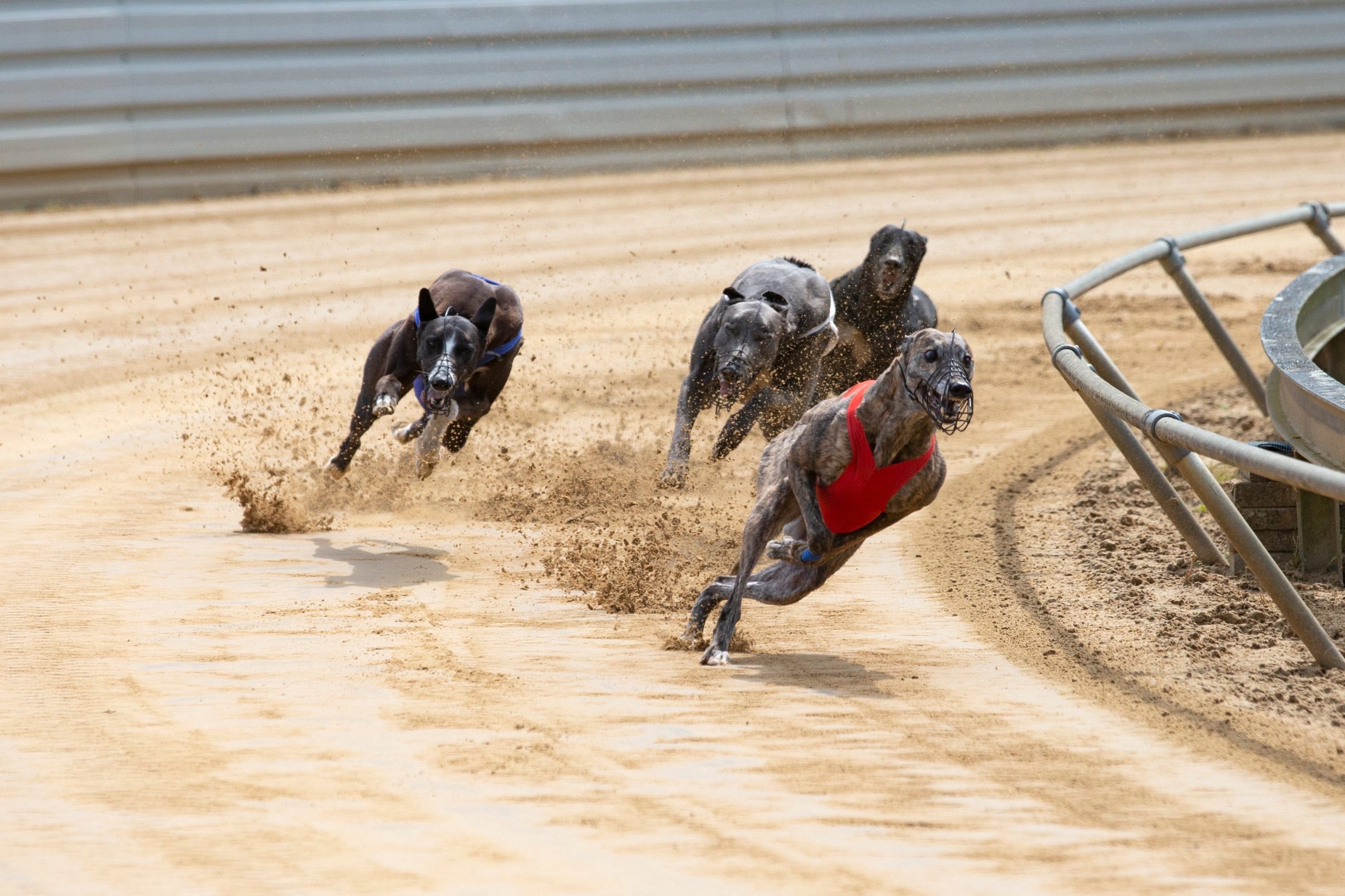 English Greyhound Derby Final 2026: Preview, Prediction & Betting Tips ...